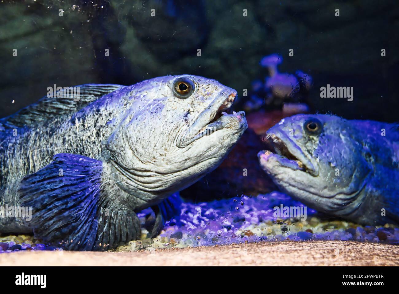 Beautiful exotic fish in the aquarium with bright colors Stock Photo ...