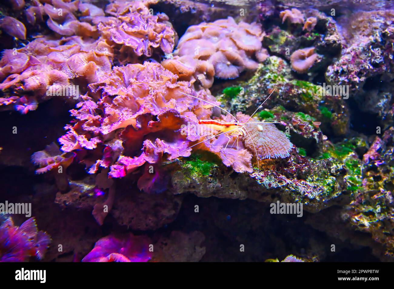 Beautiful exotic fish in the aquarium with bright colors Stock Photo ...