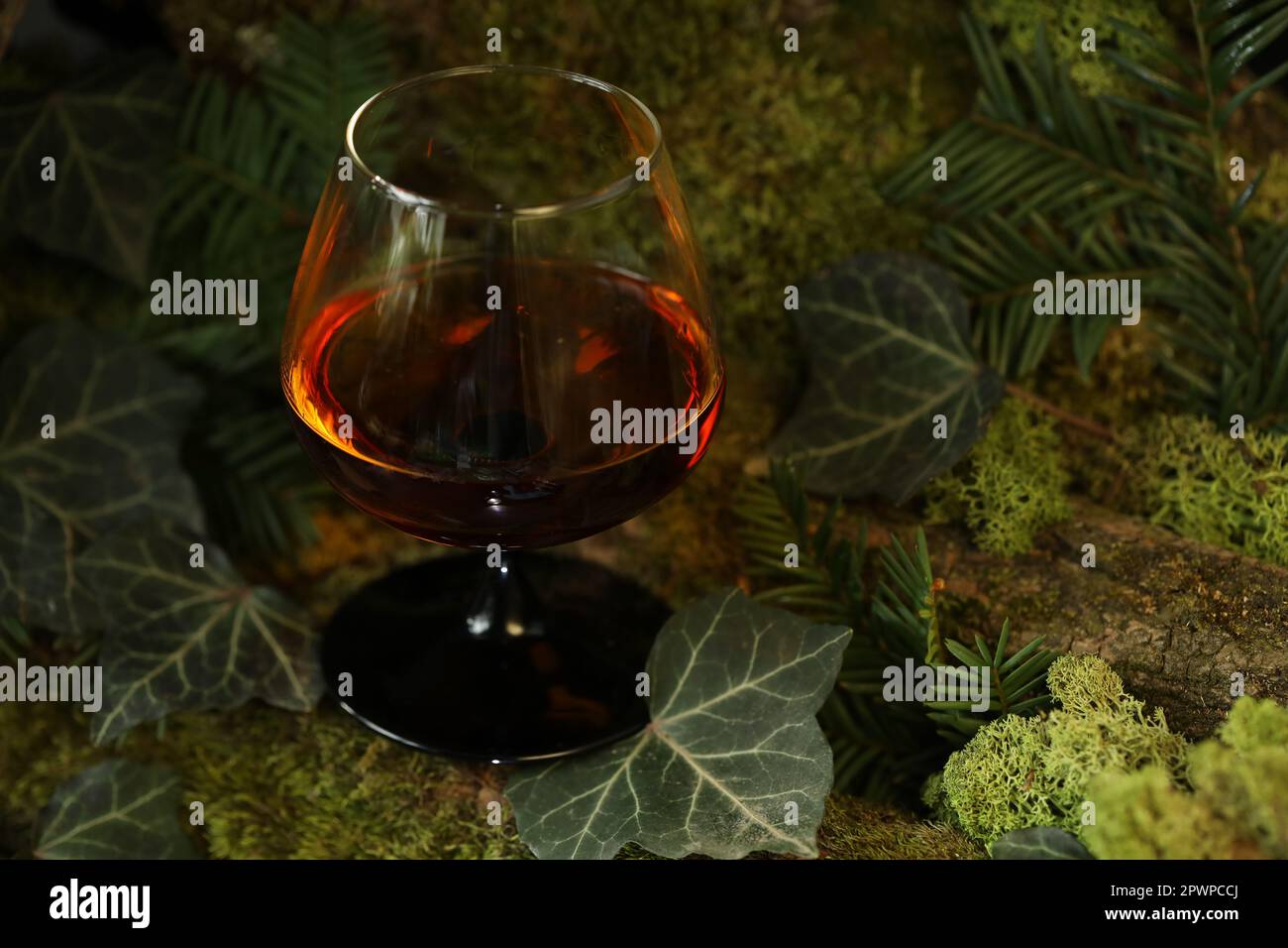 glass of whiskey drink on the green forest background with moss Stock ...