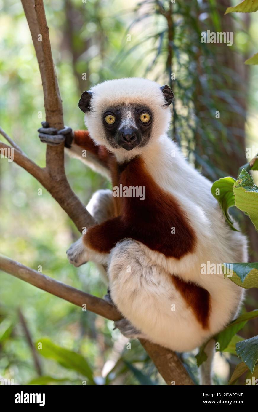 Beautiful Coquerel's sifaka lemur, (Propithecus coquereli). Endangered ...