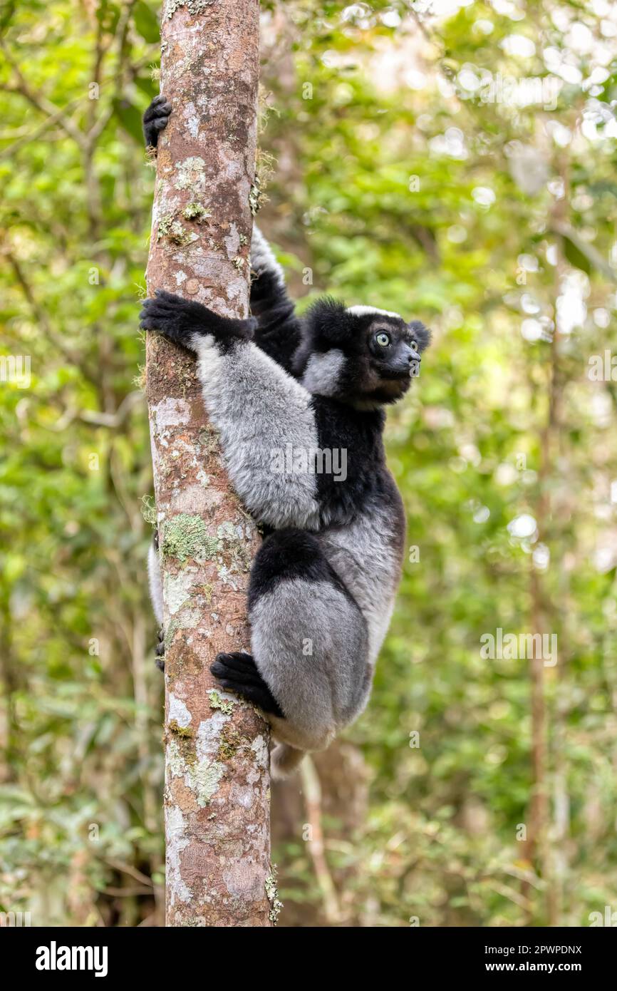 Largest living lemur Indri, (Indri Indri), called the babakoto ...