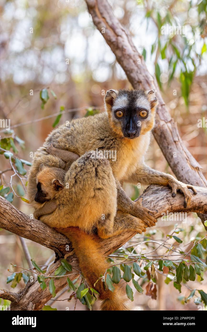 Red-Fronted Lemur (Eulemur Rufifrons), female with small cute baby ...