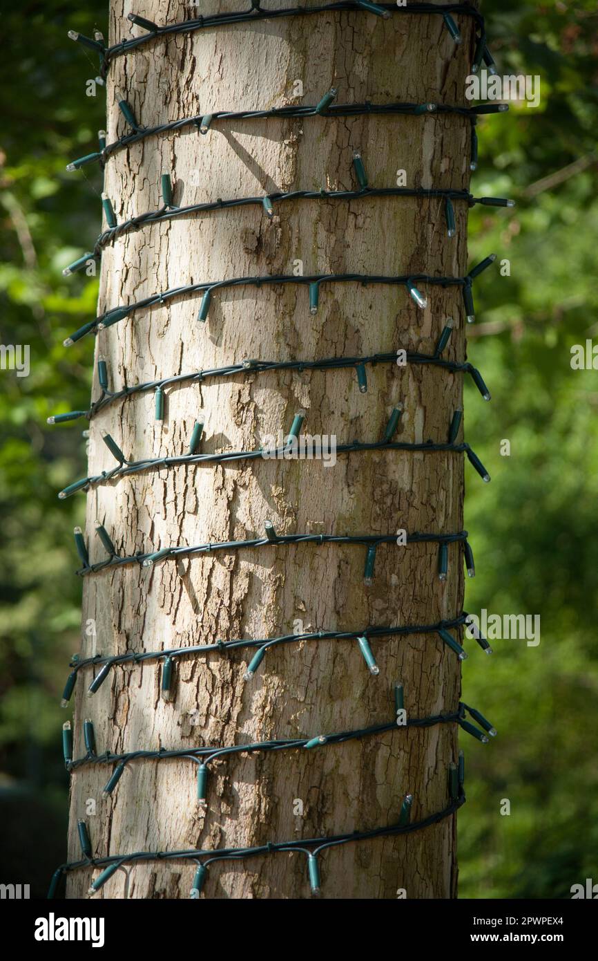 Tree trunk with christmas lights around it in a public park Stock Photo ...