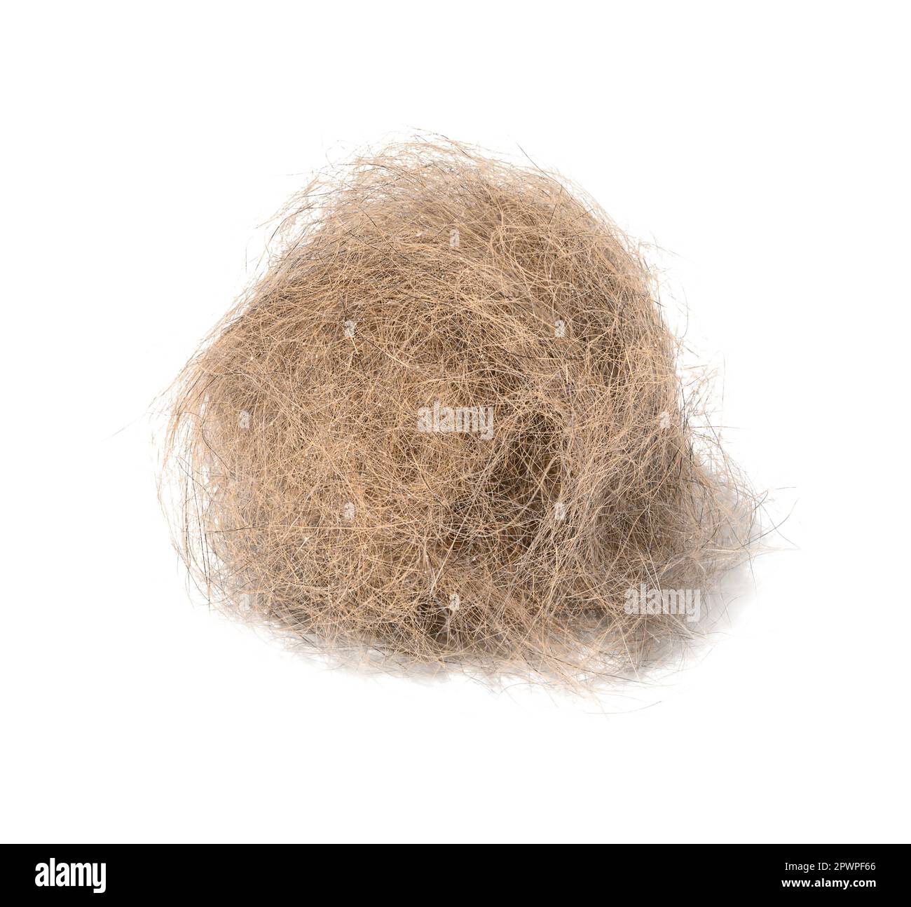 A tuft of gray cat hair on a white isolated background Stock Photo - Alamy