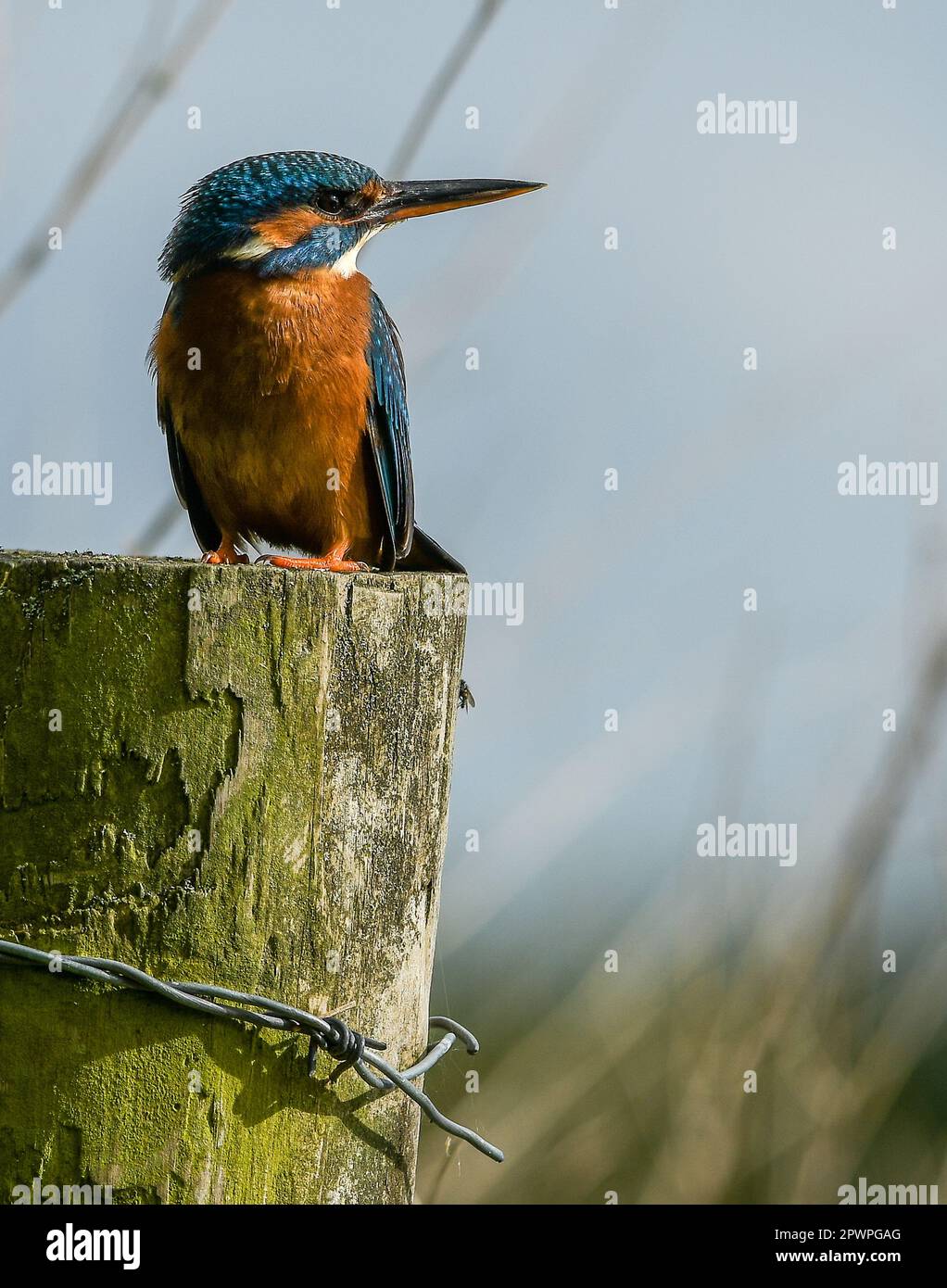 Kingfisher on the Thames Stock Photo - Alamy