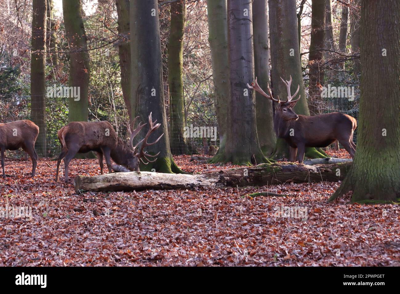 Damwild dama dama im wald hi-res stock photography and images - Alamy