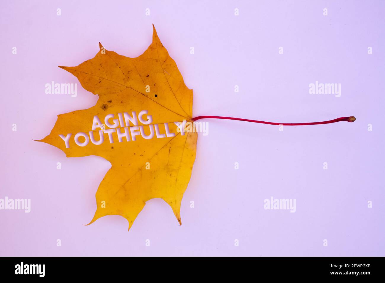 Autumn leaves, objects with Aging Youthfully text. Natural patterns ...