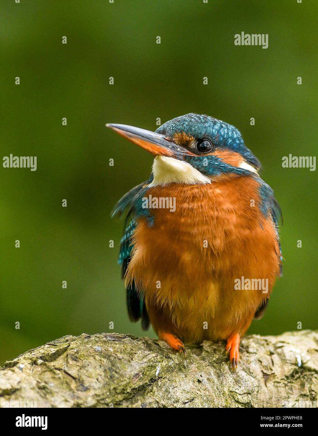 Kingfisher on the Thames Stock Photo - Alamy