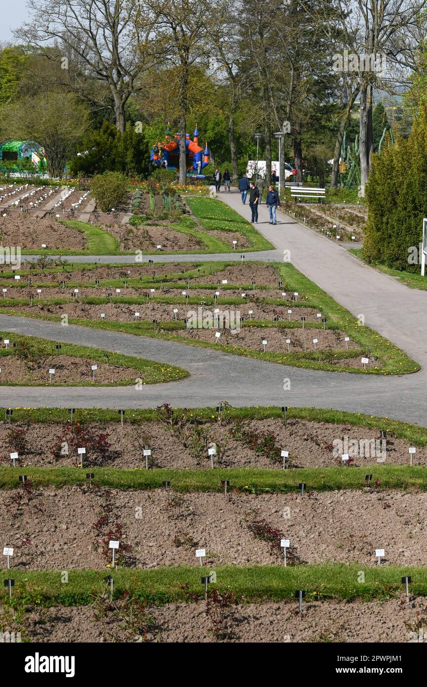 Sangerhausen, Germany. 01st May, 2023. Rose beds in the Rosarium, the ...
