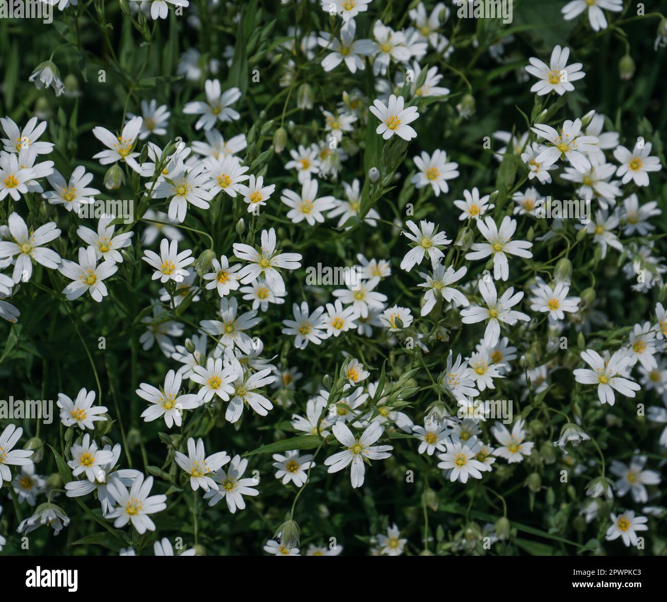 Pretty white flowers Stock Photo - Alamy