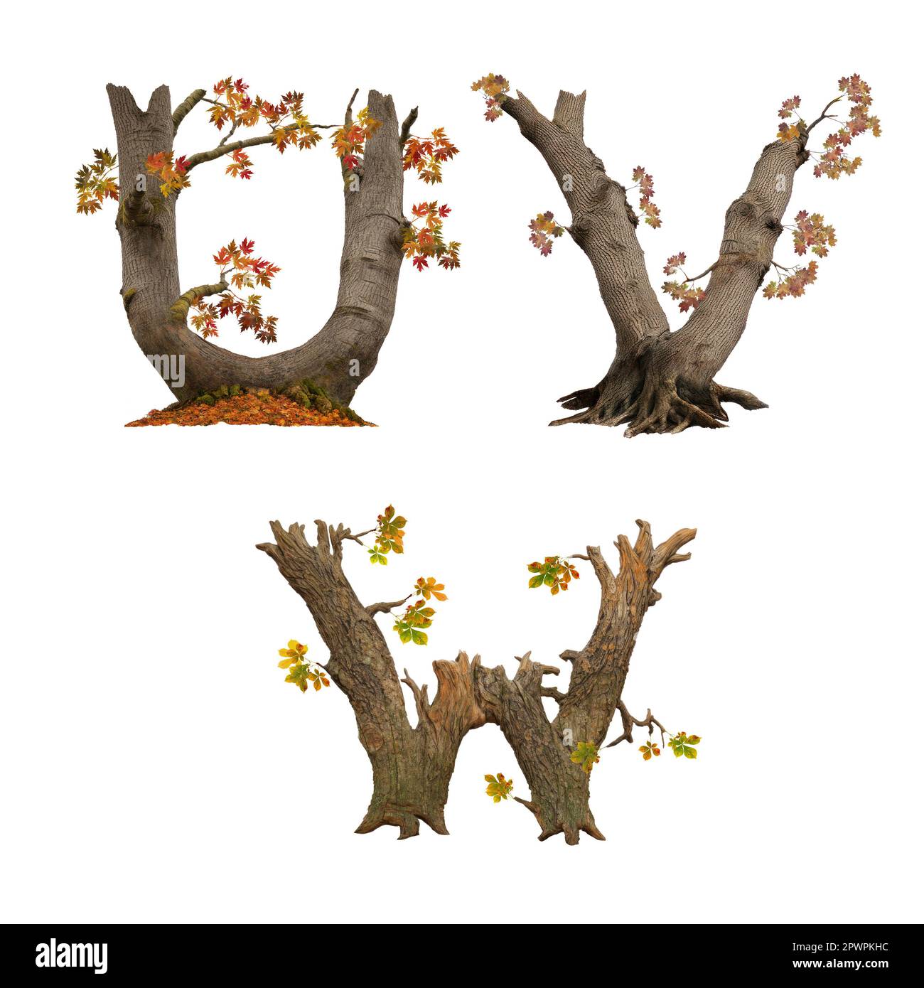 Letter w oak hi-res stock photography and images - Alamy