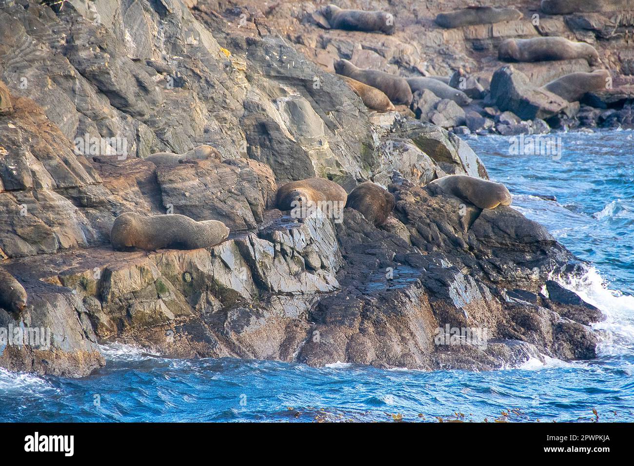 Sea lions resting at rocky island, beagle channel, ushuaia, tierra del ...