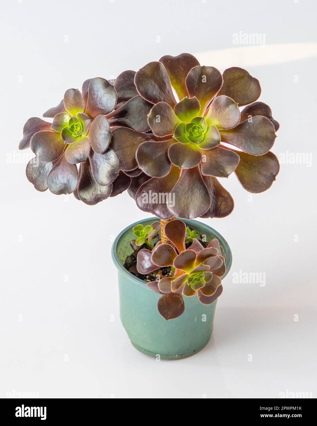 Aeonium succulent on white background. Plant closeup. Floriculture ...