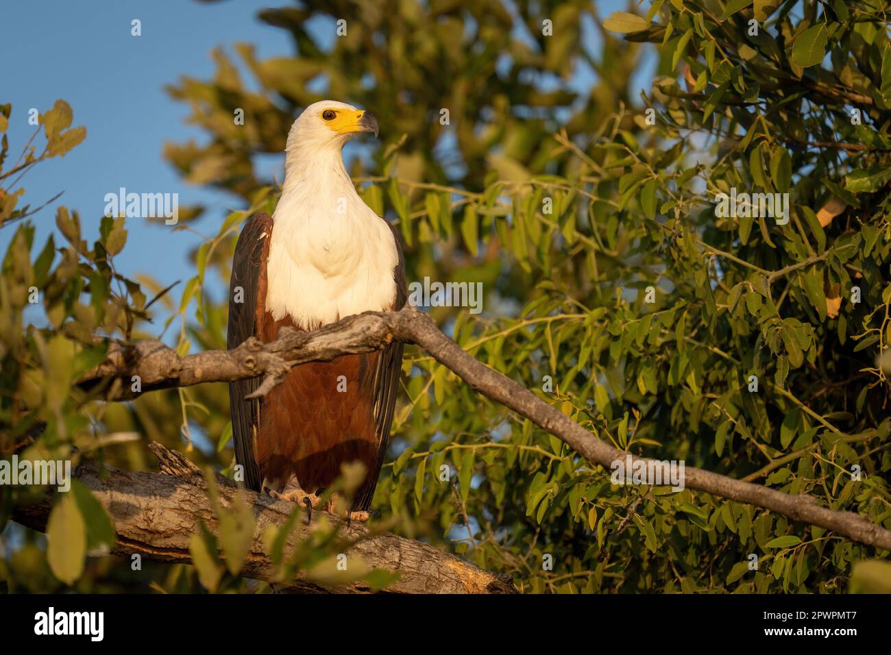 African fish eagle in tree turning head Stock Photo - Alamy