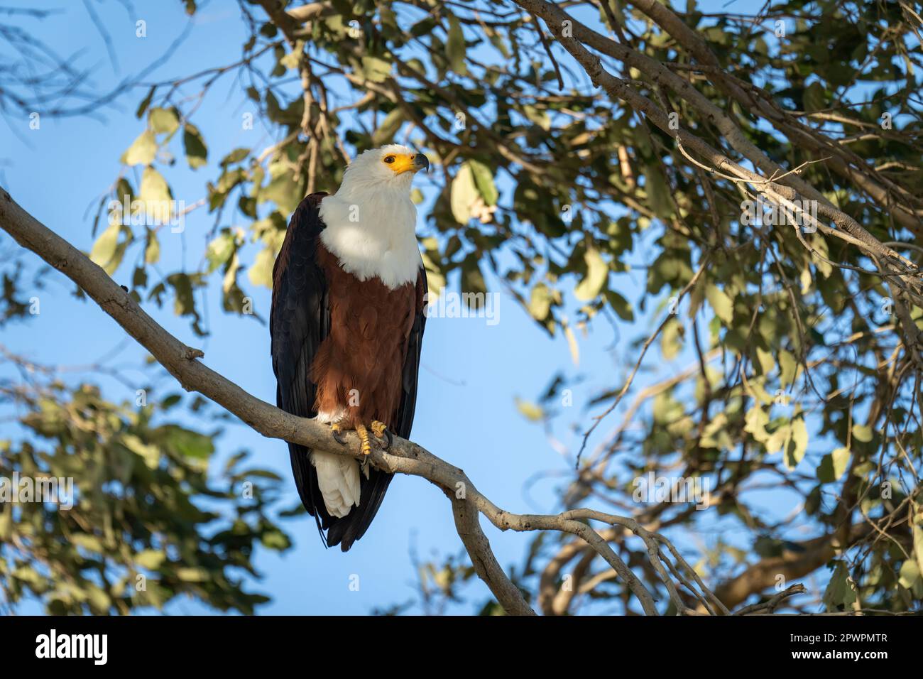 African fish eagle on branch showing catchlight Stock Photo - Alamy