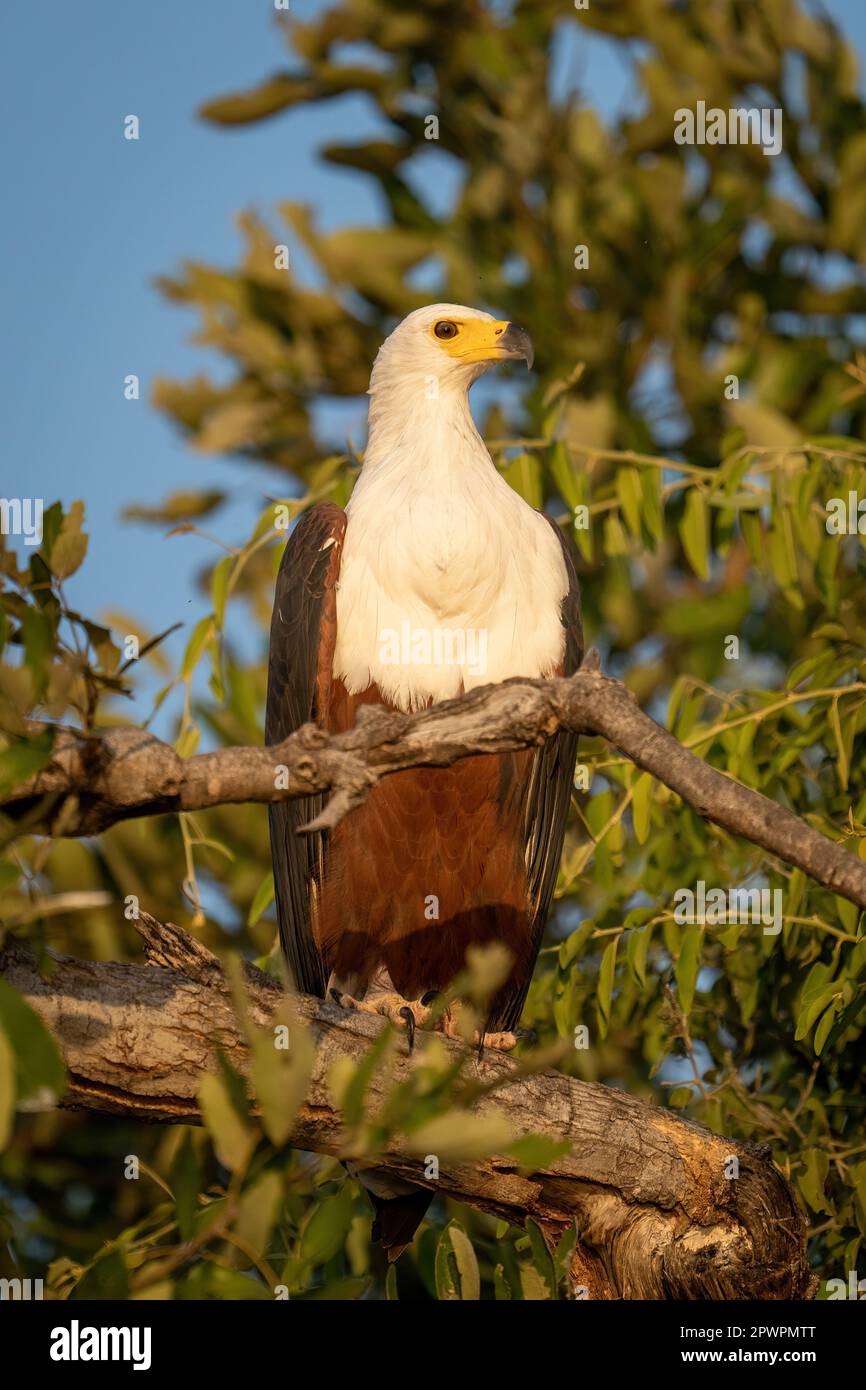 African fish eagle on branch turns head Stock Photo - Alamy