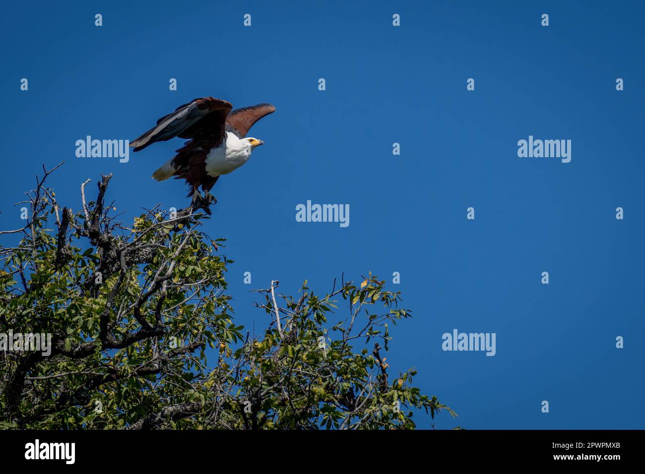 African fish eagle takes off from bush Stock Photo - Alamy