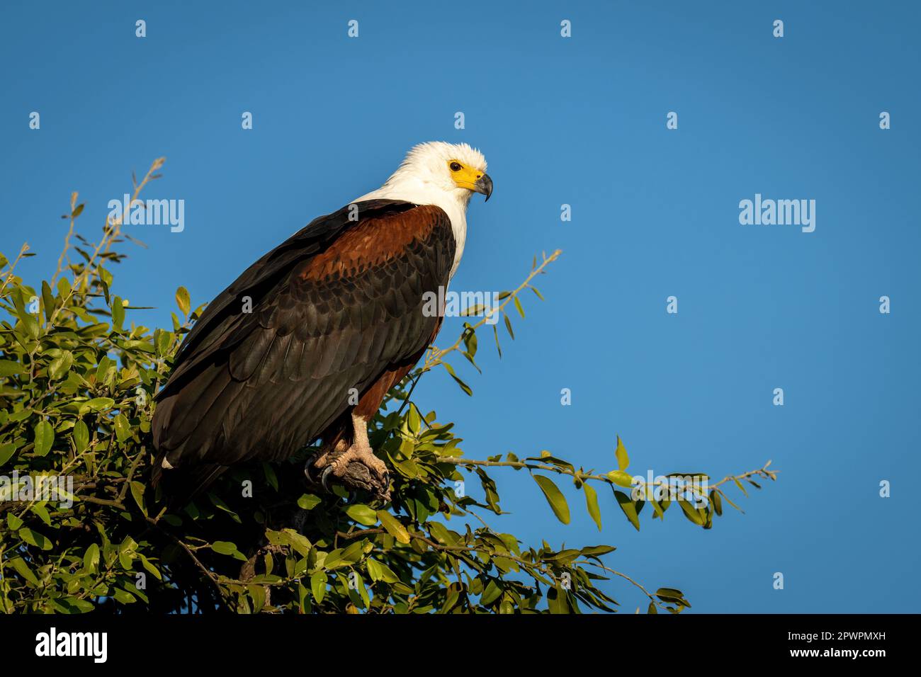 African fish eagle watching camera from tree Stock Photo - Alamy