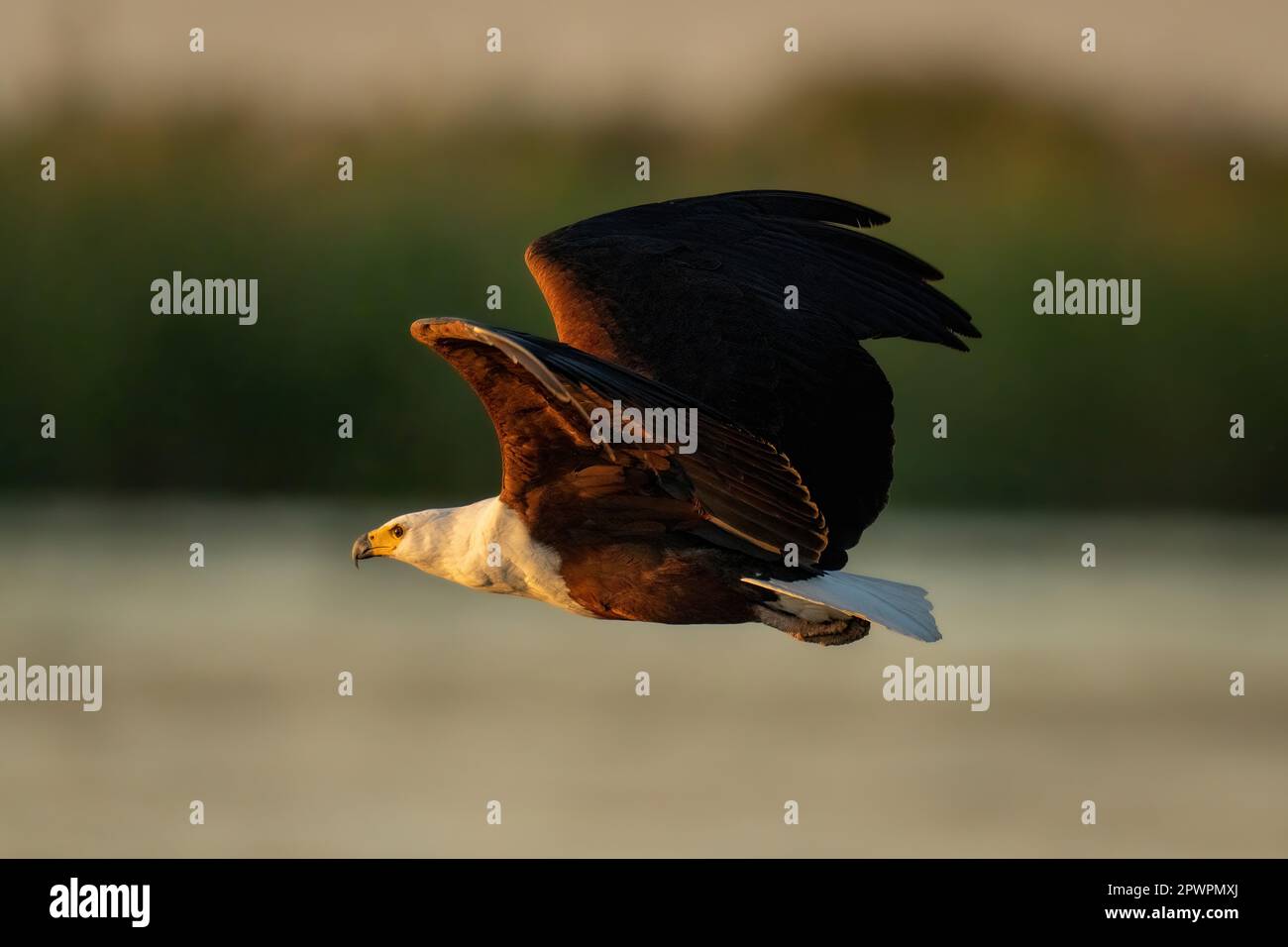 African fish eagle flying low over river Stock Photo - Alamy