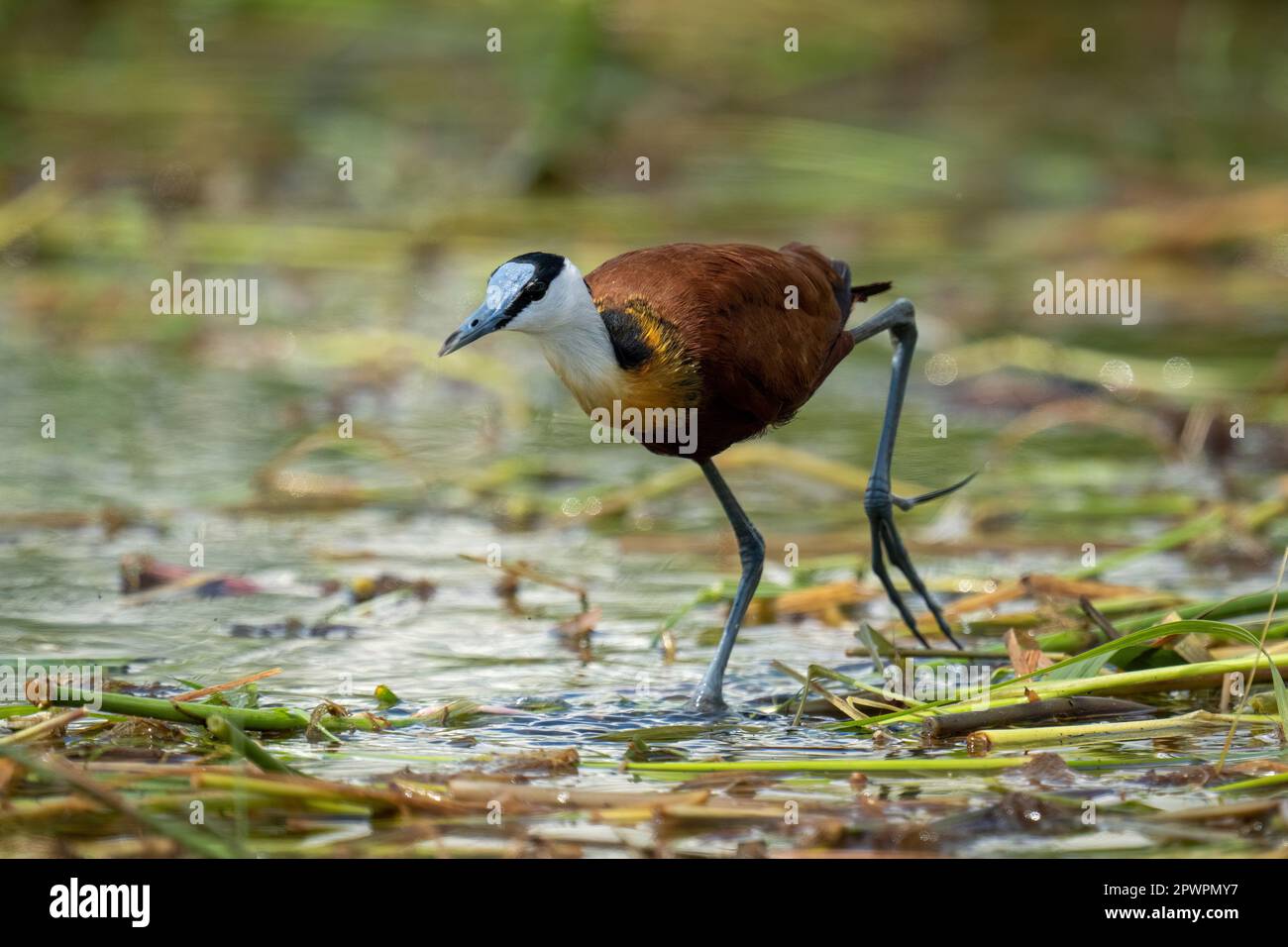 Jacana in landscape hi-res stock photography and images - Alamy