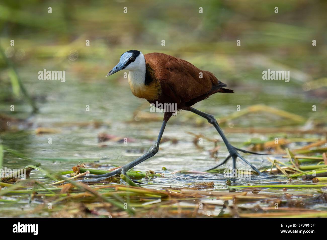 African jacana walks across river lifting foot Stock Photo - Alamy