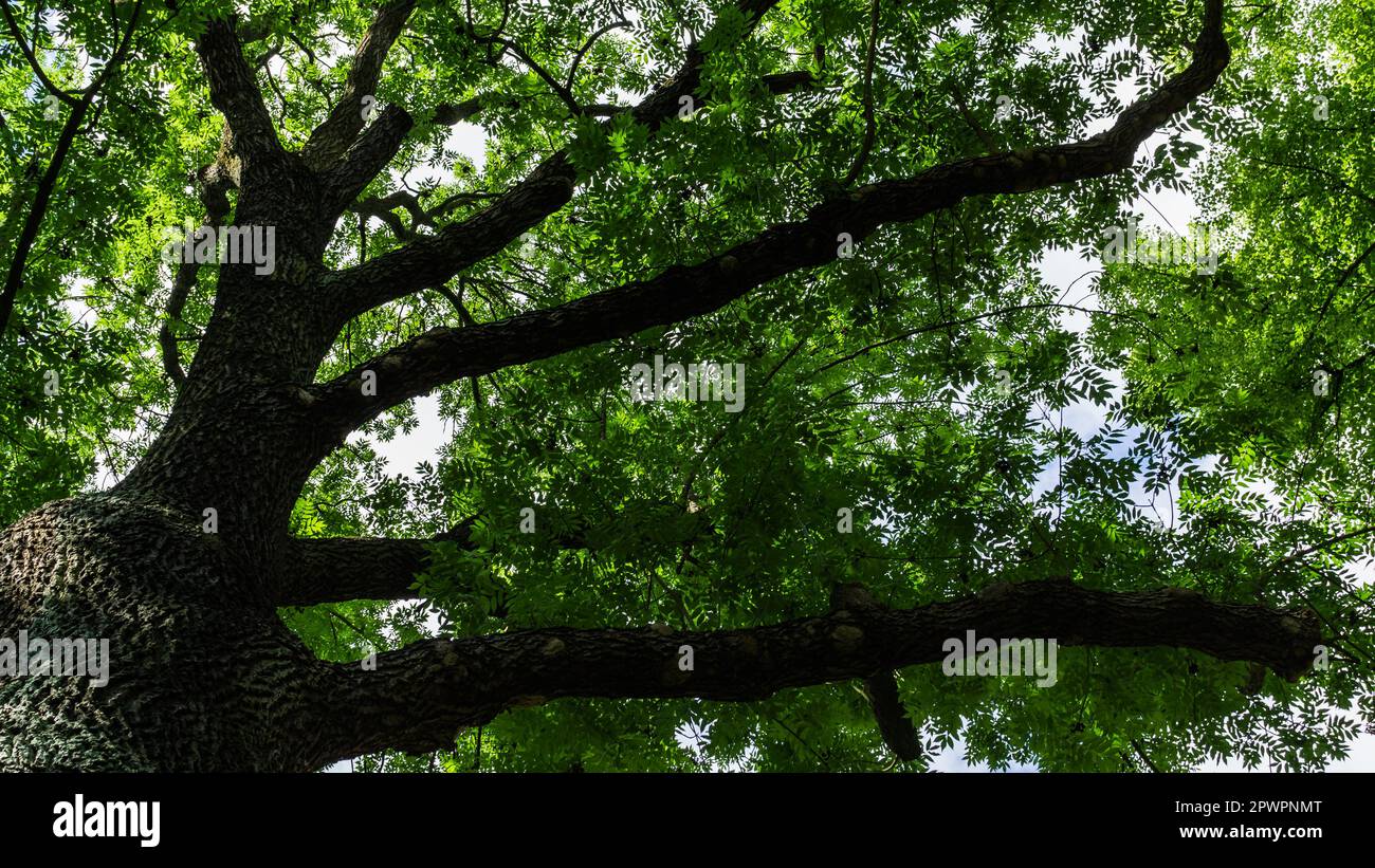 Tree crown in town hi-res stock photography and images - Alamy