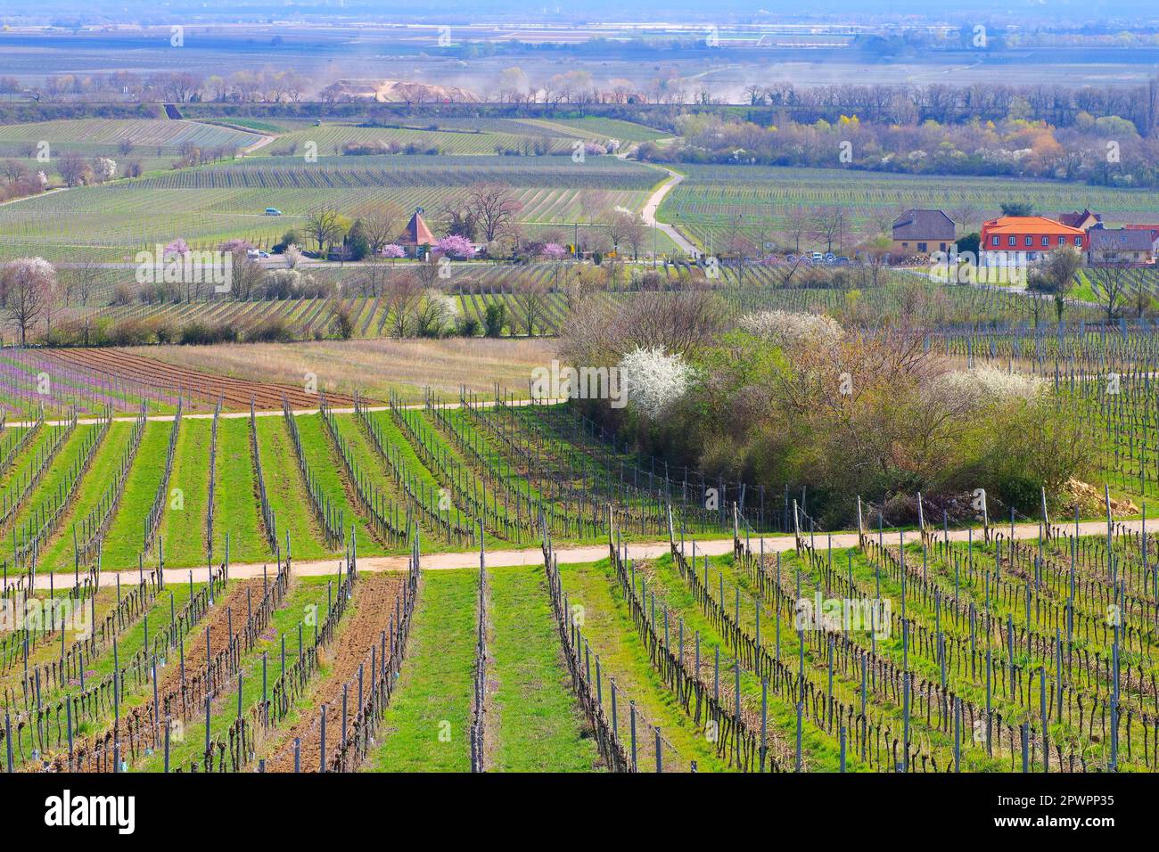 landscape around the town Forst during the almond blossom in spring ...