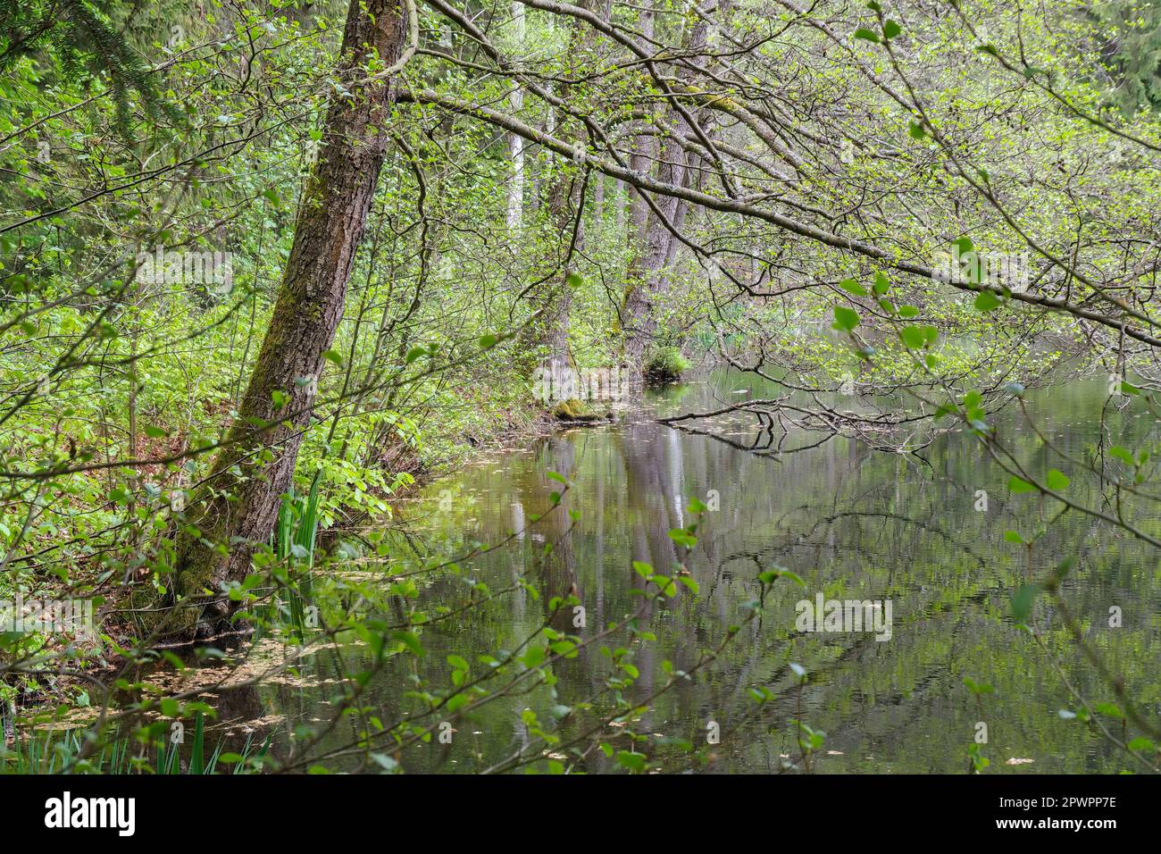 Pond with alder trees in spring, with young shoots Stock Photo - Alamy