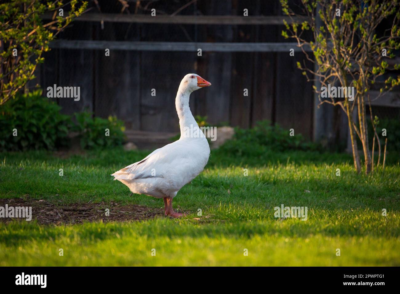 White gander of the breed 'Österreichische Landgans', an endangered ...