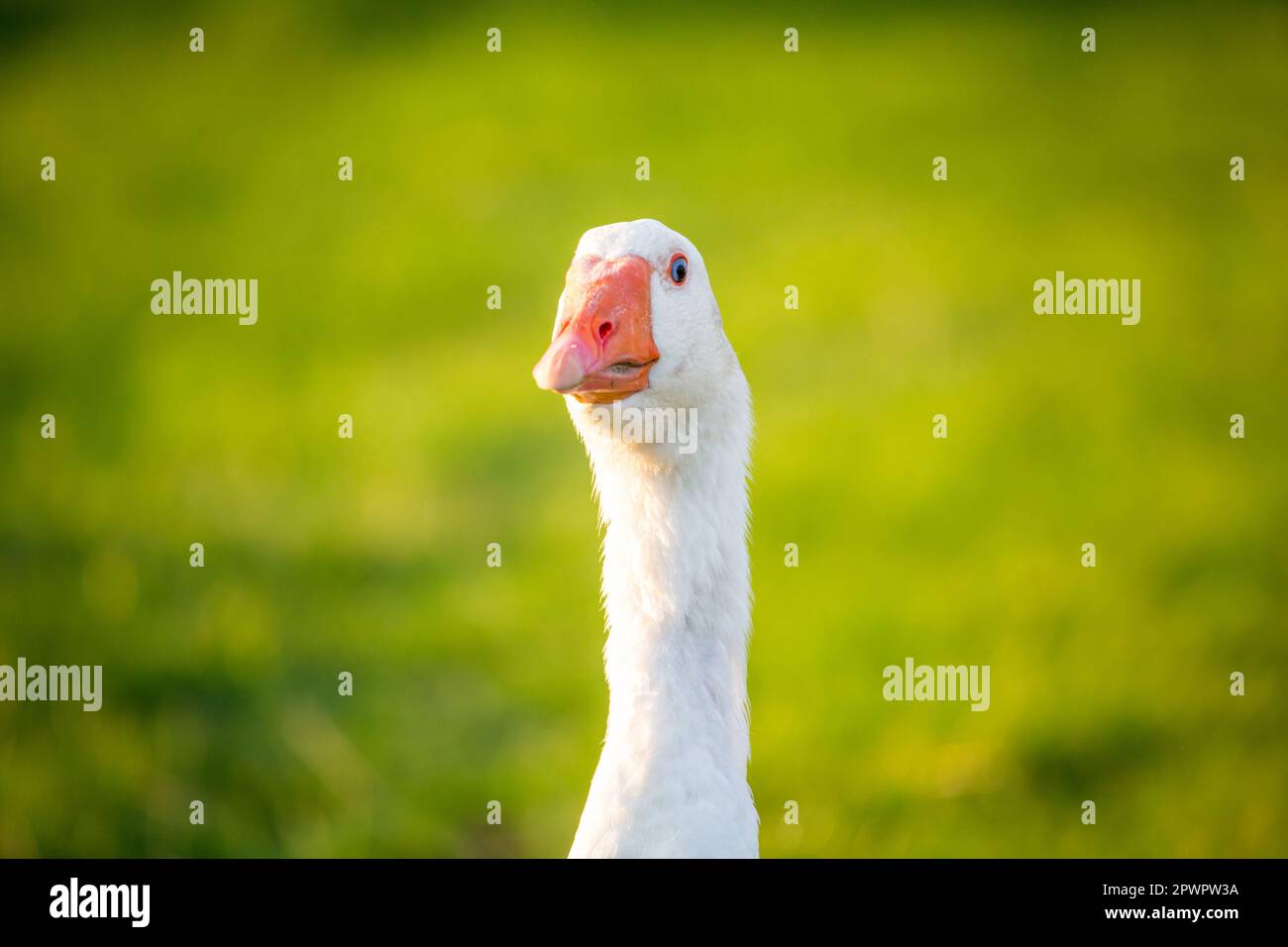 White gander of the breed 'Österreichische Landgans', an endangered ...