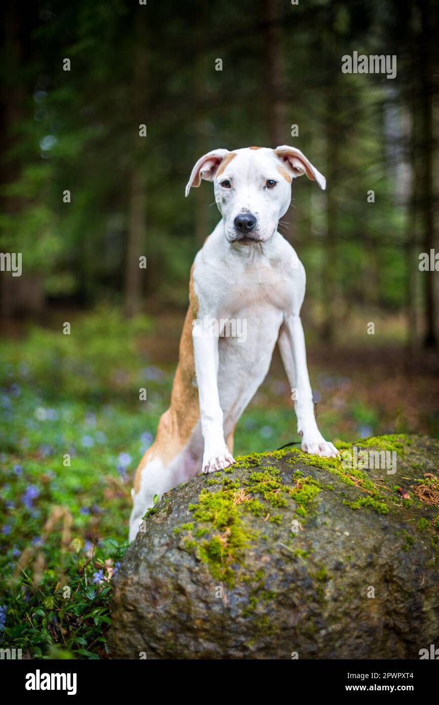 White female American Pit Bull Terrier, 6 months old Stock Photo - Alamy