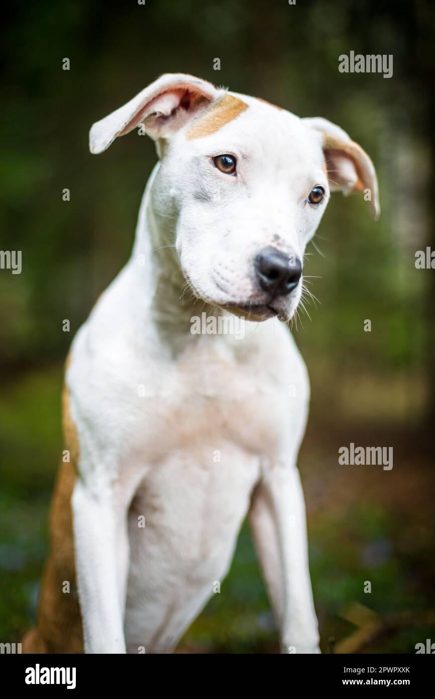 White female American Pit Bull Terrier, 6 months old Stock Photo - Alamy