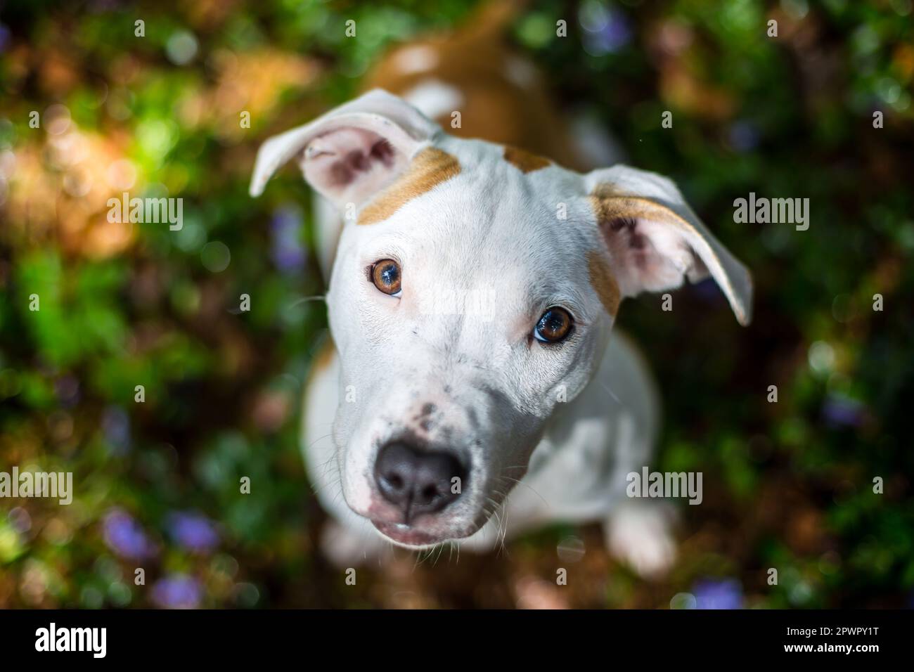 White female American Pit Bull Terrier, 6 months old Stock Photo - Alamy