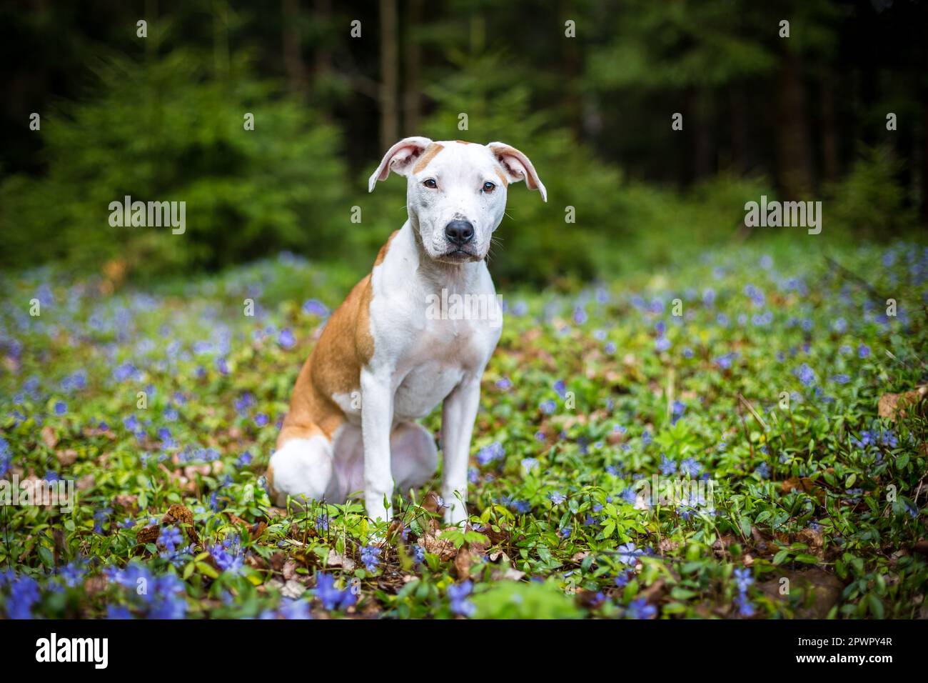 White female American Pit Bull Terrier, 6 months old Stock Photo - Alamy