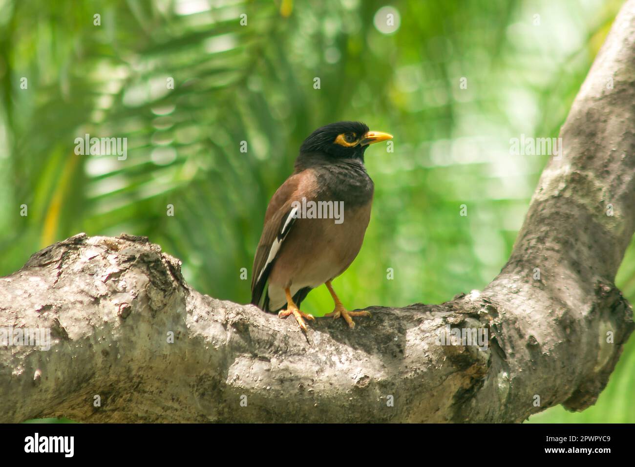 White vented myna acridotheres hi-res stock photography and images - Alamy
