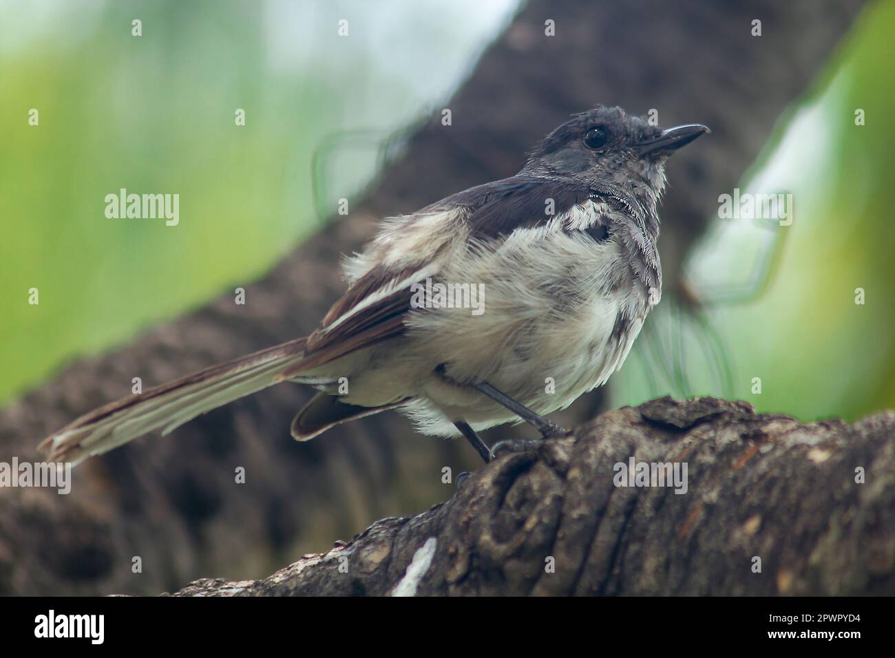 Copsychus saularis on the tree Stock Photo - Alamy