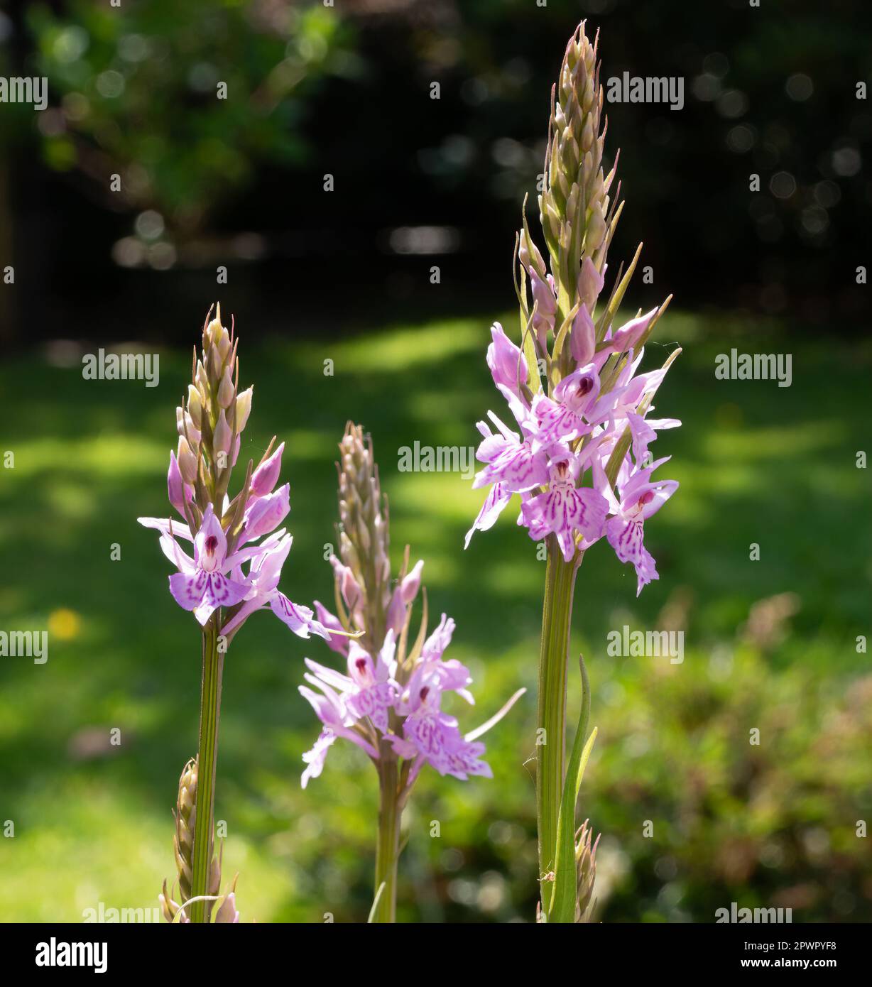 Meadow Orchid with three flower spikes Stock Photo - Alamy