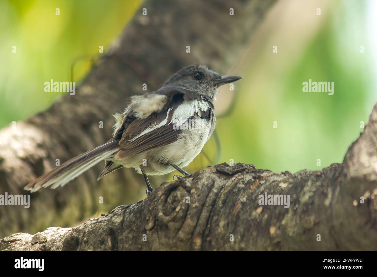 Copsychus saularis on the tree Stock Photo - Alamy