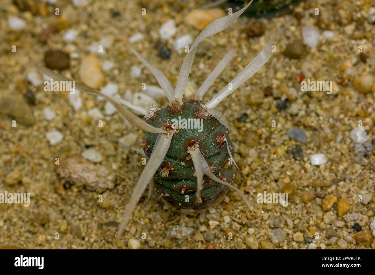 Tephrocactus articulata hi-res stock photography and images - Alamy