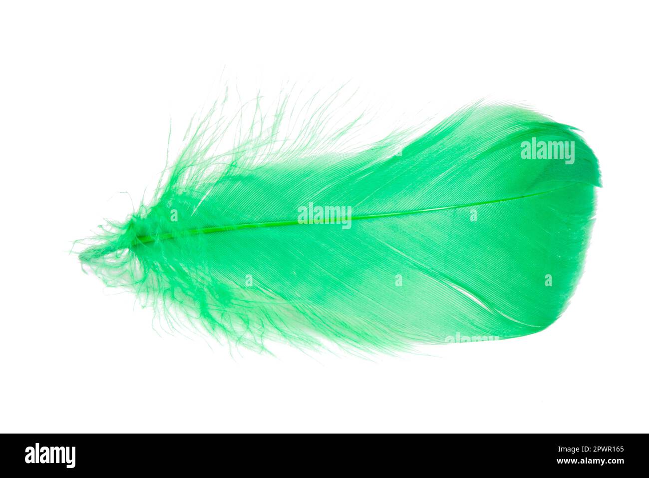 Light fluffy green feather isolated on white background Stock Photo - Alamy