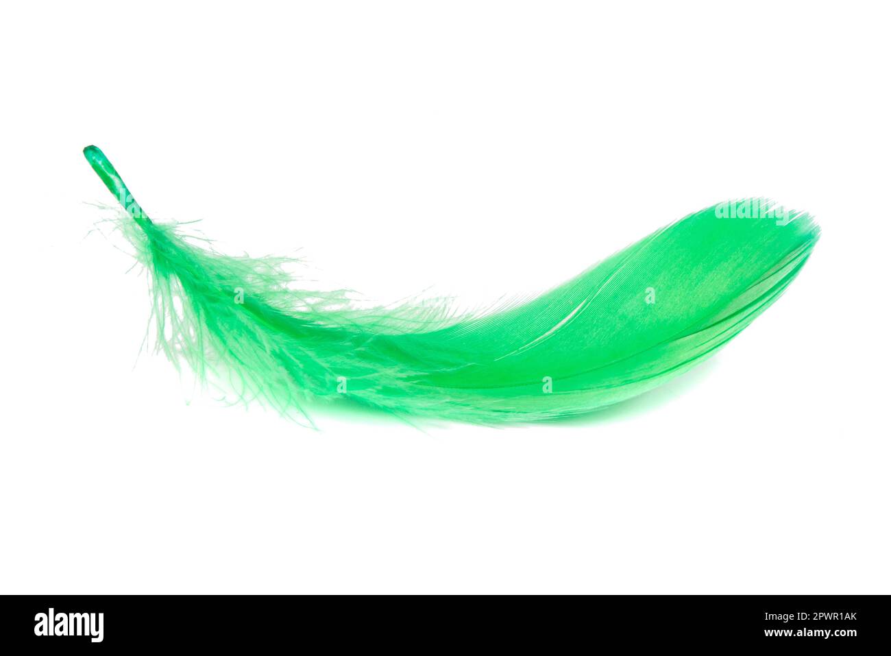 Light fluffy green feather isolated on white background Stock Photo - Alamy