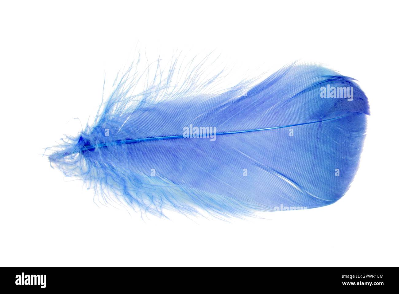 Light fluffy blue feather isolated on white background Stock Photo - Alamy