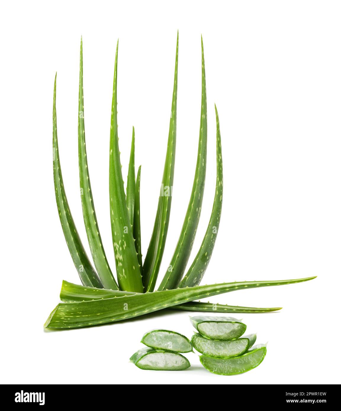 aloe vera isolated on white background Stock Photo - Alamy