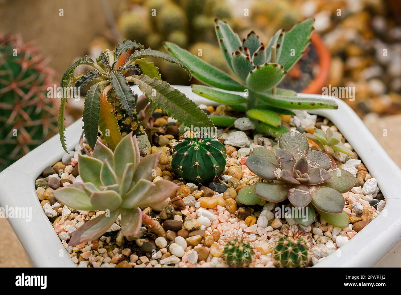 Cacti on ground hi-res stock photography and images - Alamy