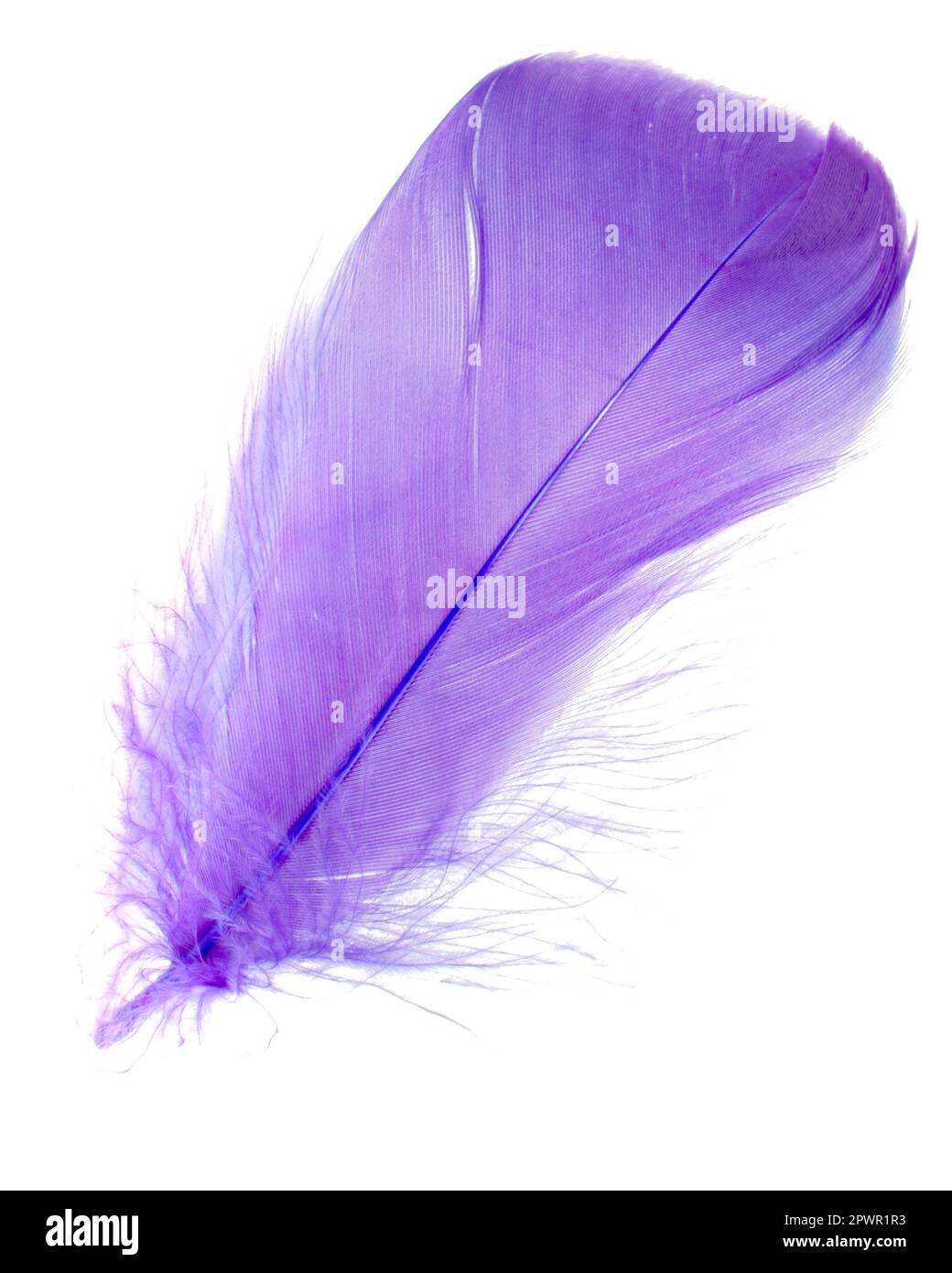 Light fluffy violet feather isolated on white background Stock Photo ...