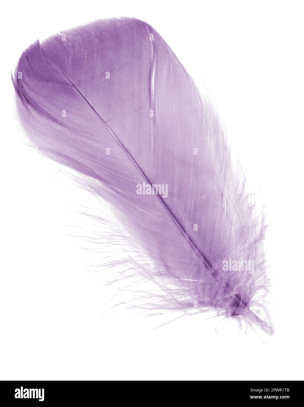 Light fluffy violet feather isolated on white background Stock Photo ...