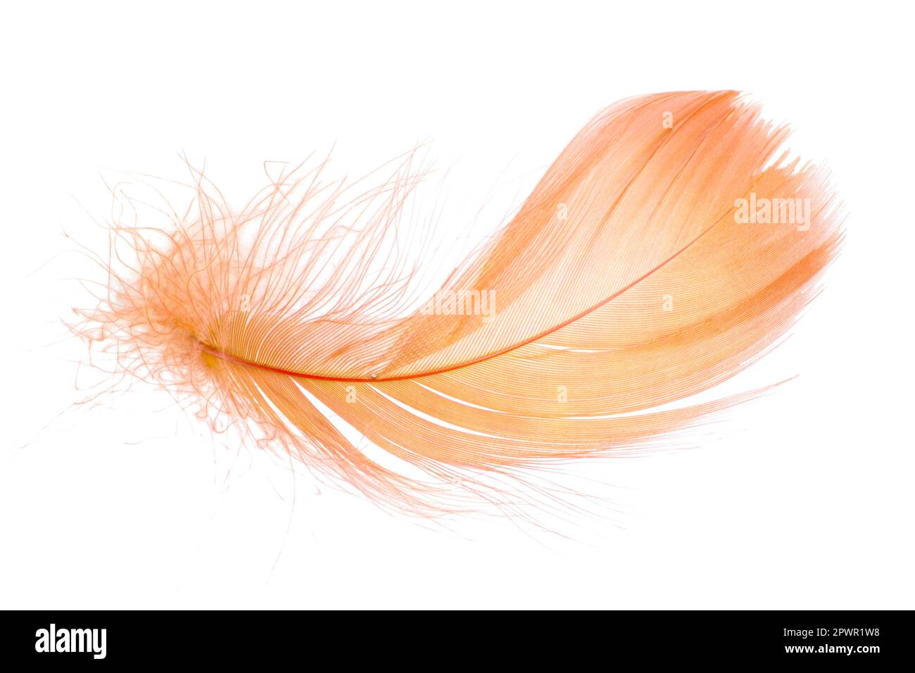 Light fluffy orange feather isolated on white background Stock Photo ...