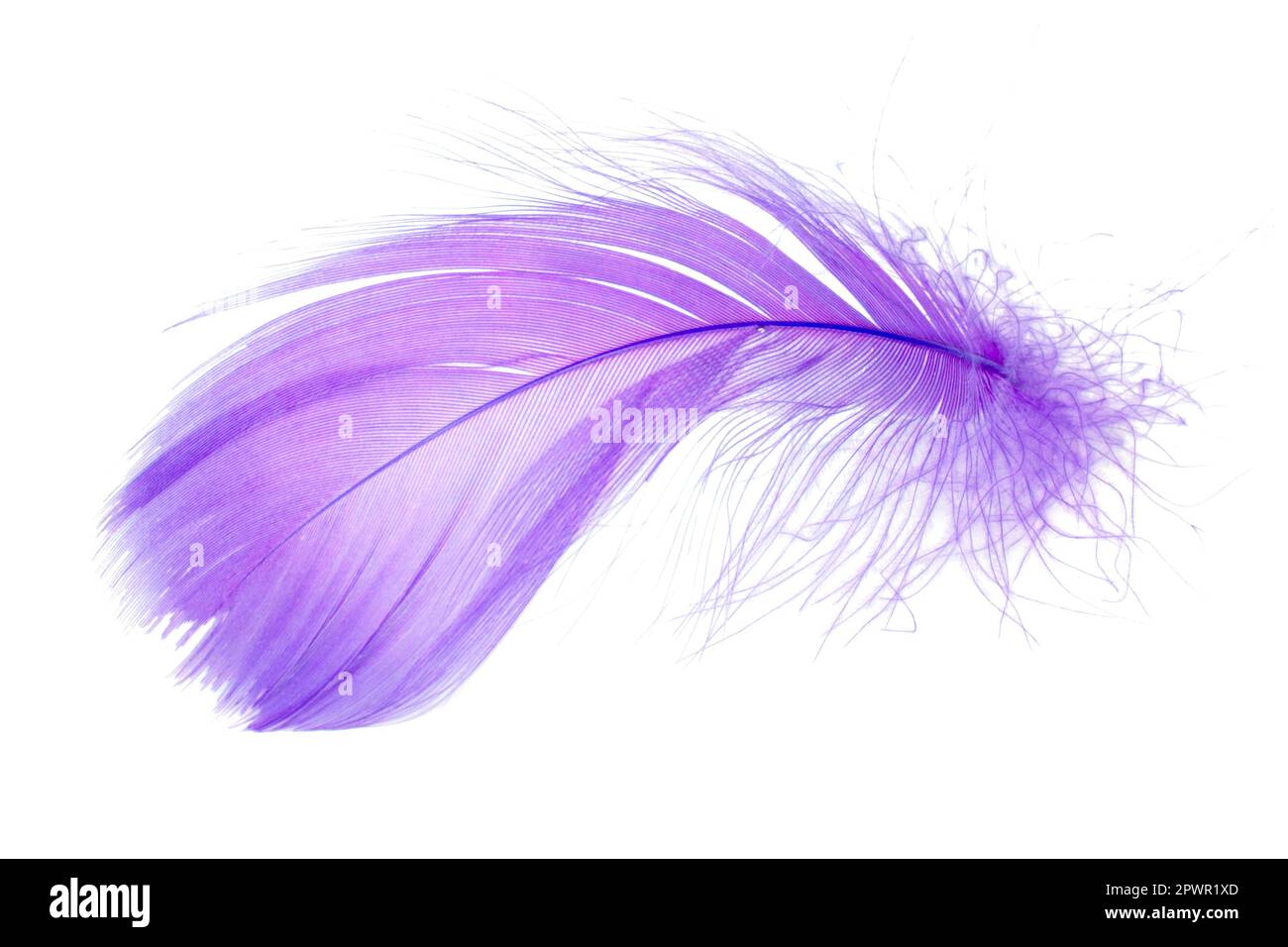 Light fluffy violet feather isolated on white background Stock Photo ...
