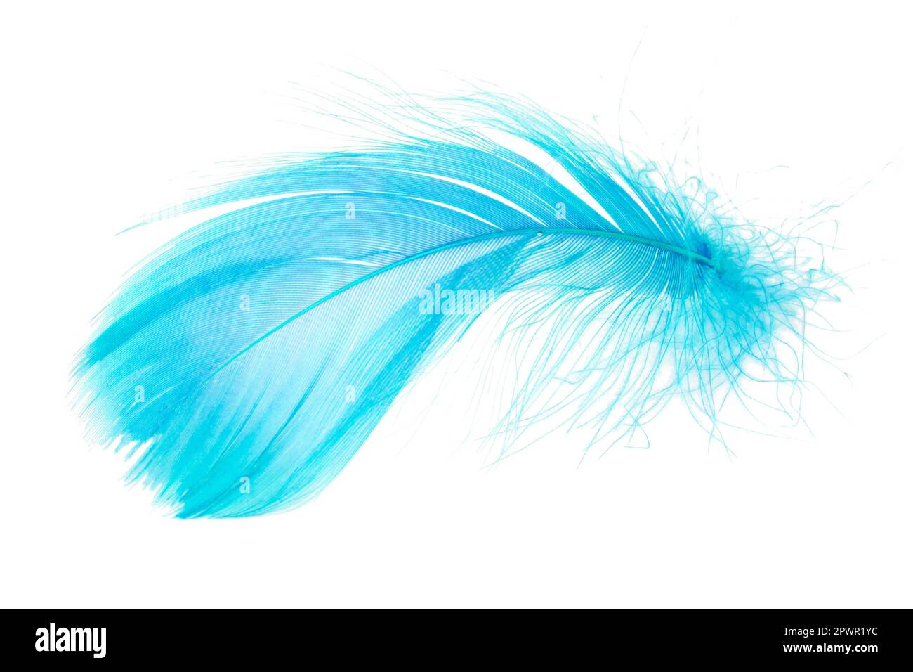 Light fluffy blue feather isolated on white background Stock Photo - Alamy