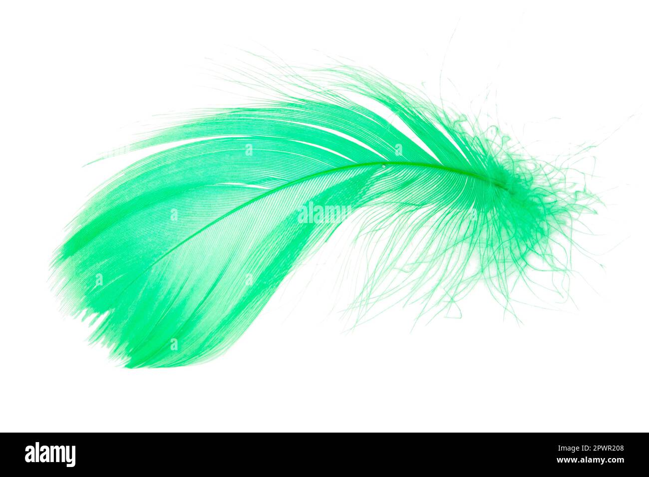 Light fluffy green feather isolated on white background Stock Photo - Alamy